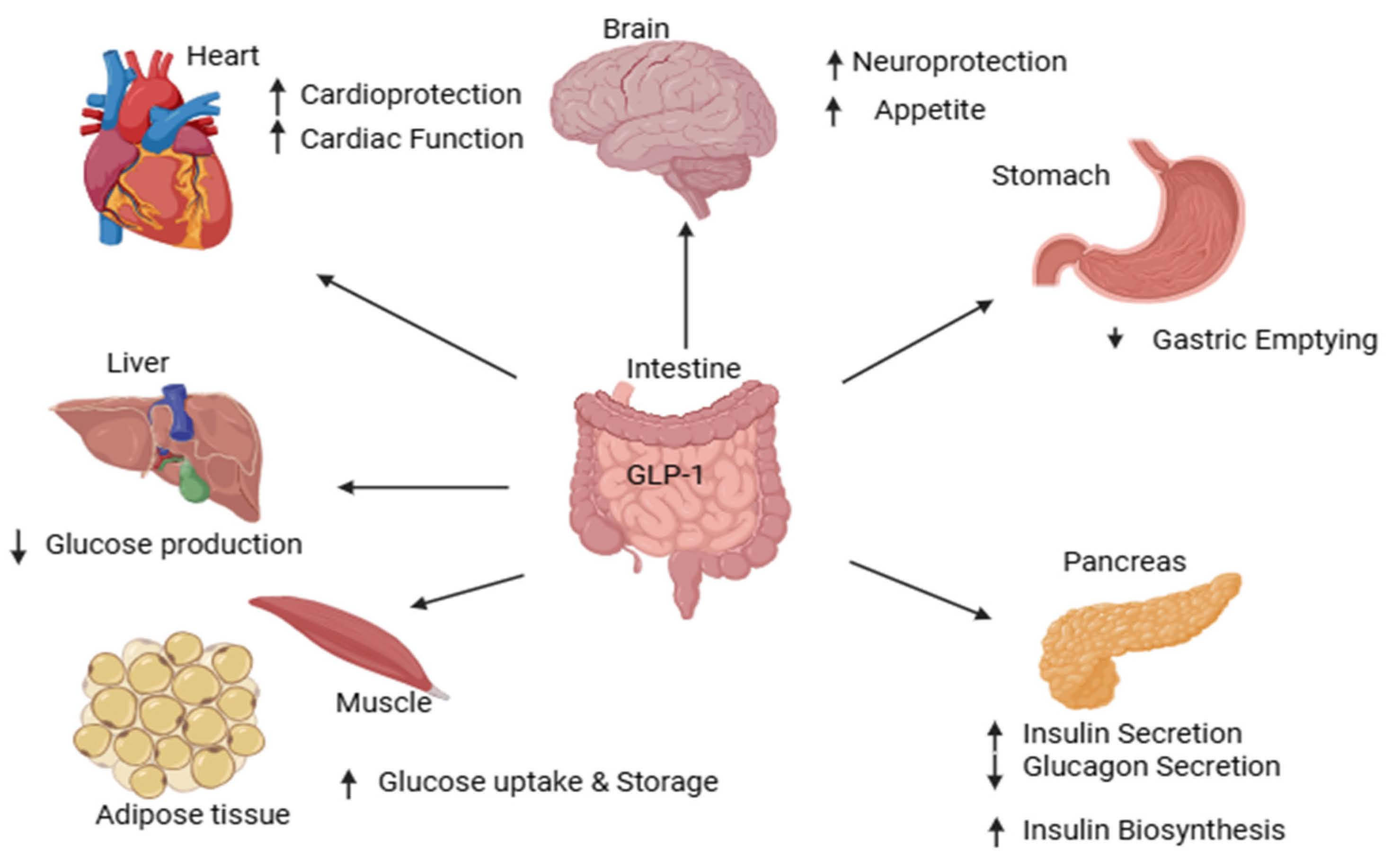 Natural Products Targeting GLP-1: Insights into Herbal Therapy for ...