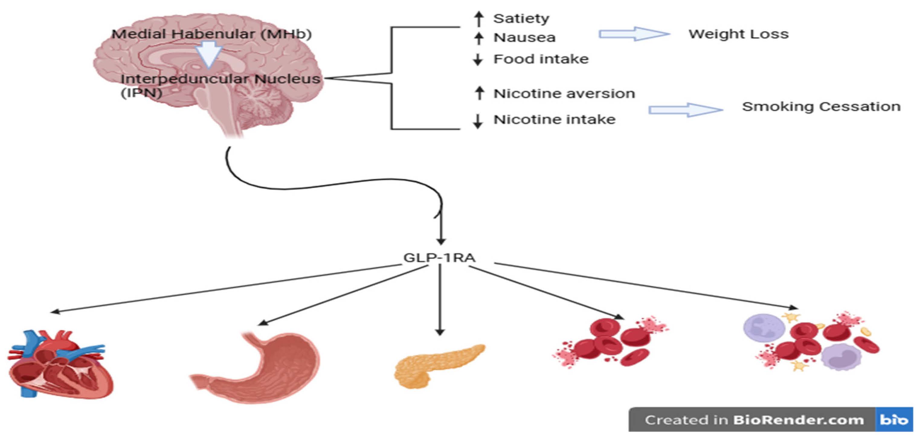 Natural Products Targeting GLP-1: Insights into Herbal Therapy for ...